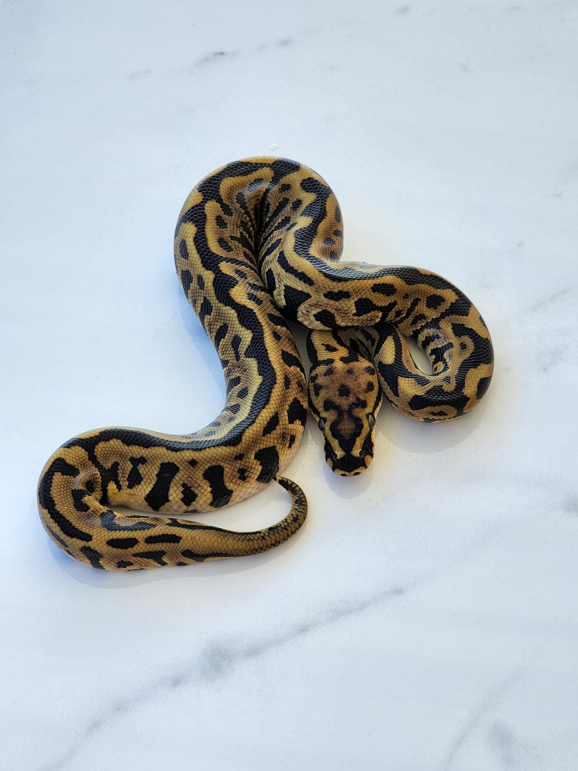 Leopard Spotnose 50% Het Clown Ball Python by Trinity Pythons LLC ...
