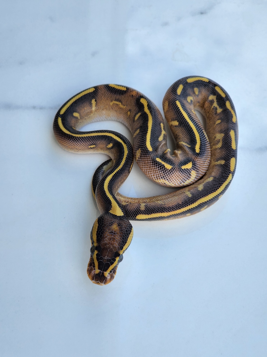 Super Gravel Ball Python by Trinity Pythons LLC - MorphMarket