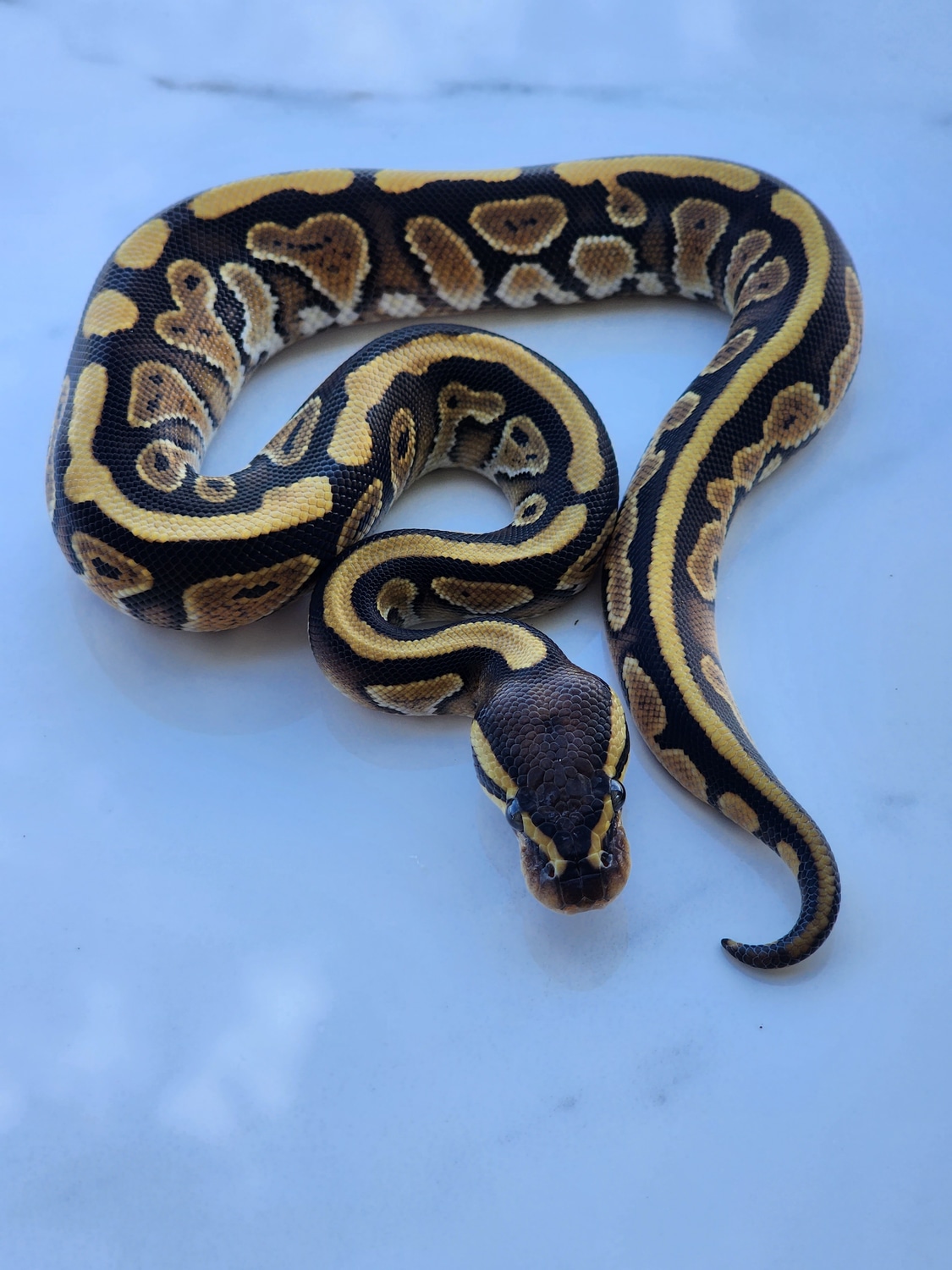 Cinnamon Het Piebald Ball Python by Trinity Pythons LLC - MorphMarket