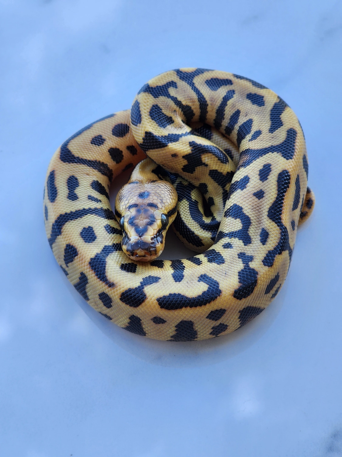 Fire Leopard Spotnose Het Clown Ball Python by Trinity Pythons LLC ...