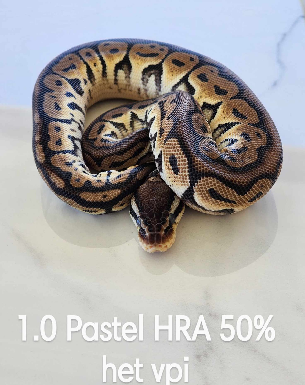 Pastel Het Red Axanthic 50% Het Vpi Axanthic Ball Python by Ballpython ...