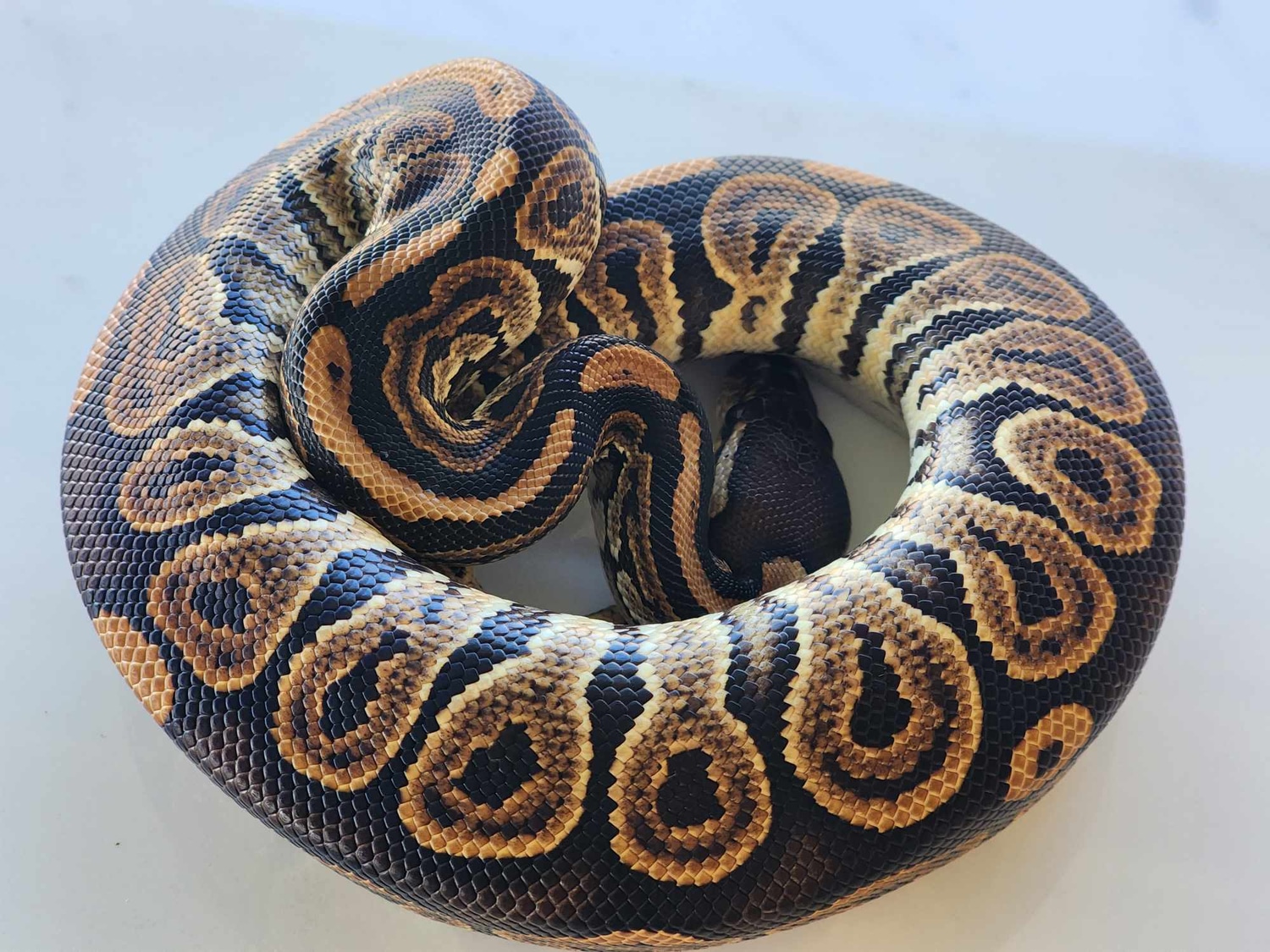 Black Pastel 66% Het Clown Ball Python by Trinity Pythons LLC - MorphMarket