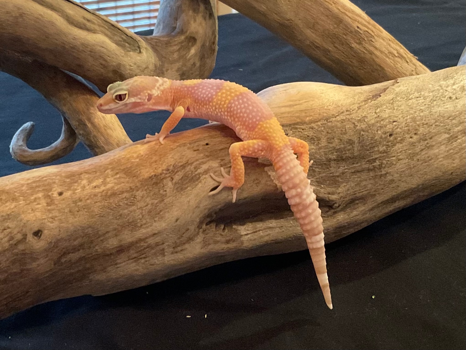 Rainwater Albino Leopard Gecko by TB Geckos - MorphMarket