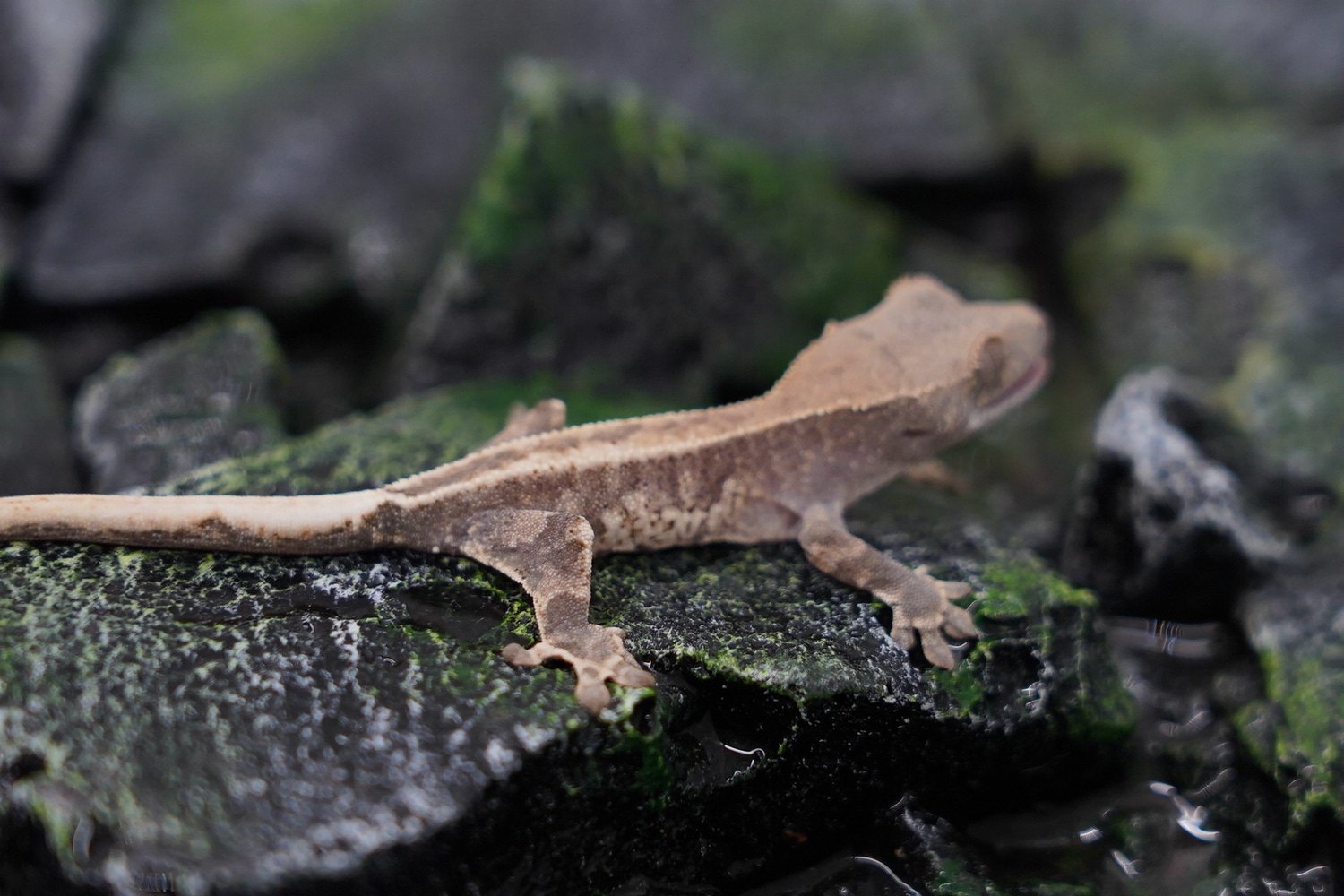 Frappuccino Crested Gecko by Triple 2 Reptile - MorphMarket