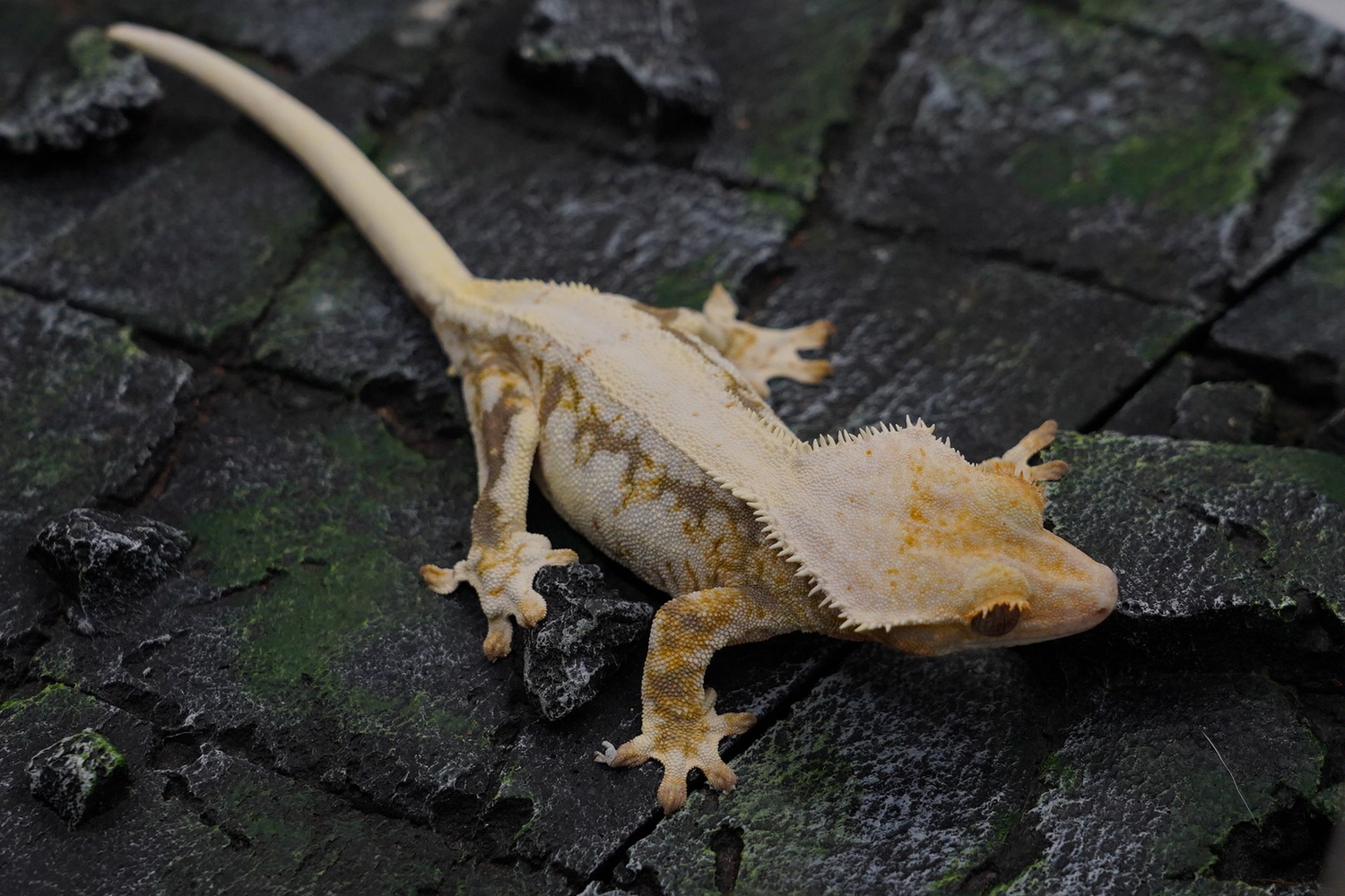 Frappuccino Crested Gecko by Triple 2 Reptile - MorphMarket