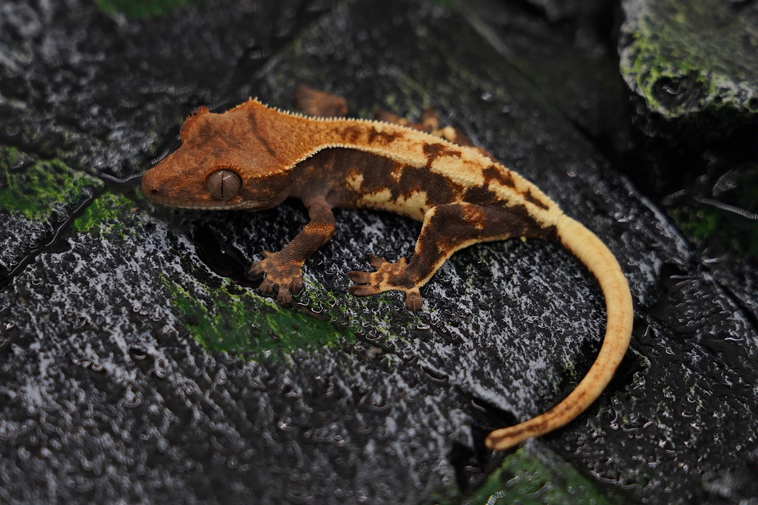Frappuccino Lilly White( Euro Tom’s Line) Crested Gecko by Triple 2 ...