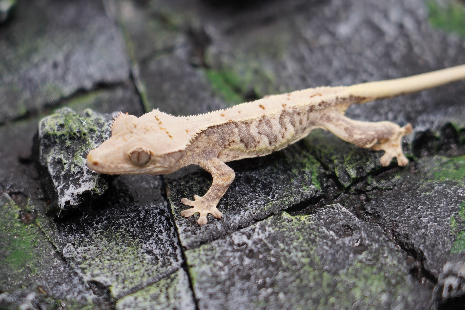 Xxx Line Extreme Lilly B11 Crested Gecko by Triple 2 Reptile - MorphMarket