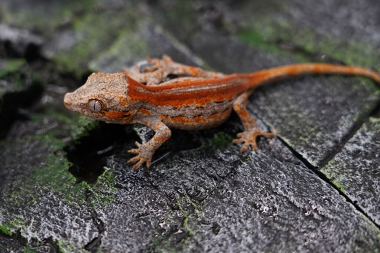 GY's Offspring Pores Seen Gargoyle Gecko by Triple 2 Reptile