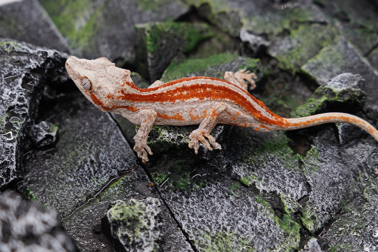 ZF's Offspring Gargoyle Gecko by Triple 2 Reptile - MorphMarket
