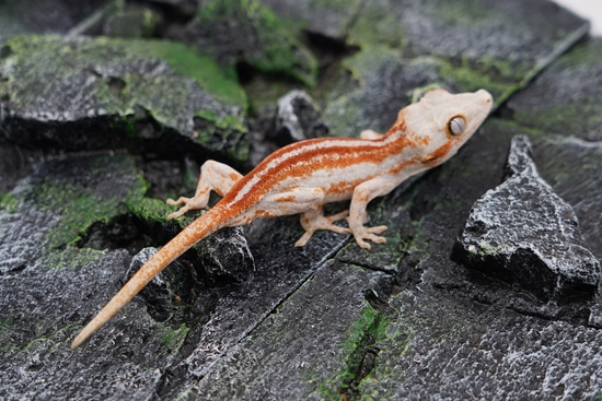 LB's Offspring Gargoyle Gecko by Triple 2 Reptile