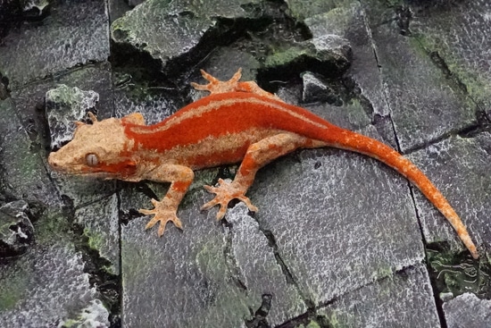 LB’s Offspring Gargoyle Gecko by Triple 2 Reptile
