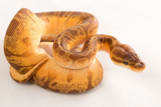 Enchi Sunset Ball Python by Triple B