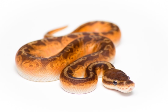 Enchi Cinnamon Sunset Ball Python by Triple B
