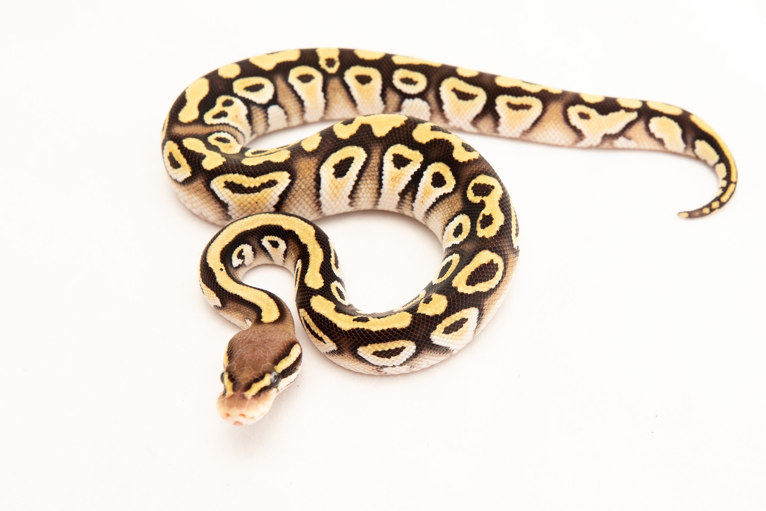 Pastel Mojave Ball Python by Triple B - MorphMarket