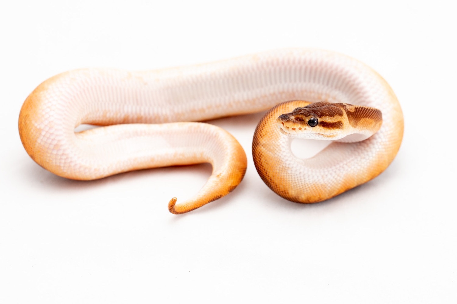 The LAST Cinny Enchi Sunset FEMALE Ball Python by Triple B - MorphMarket