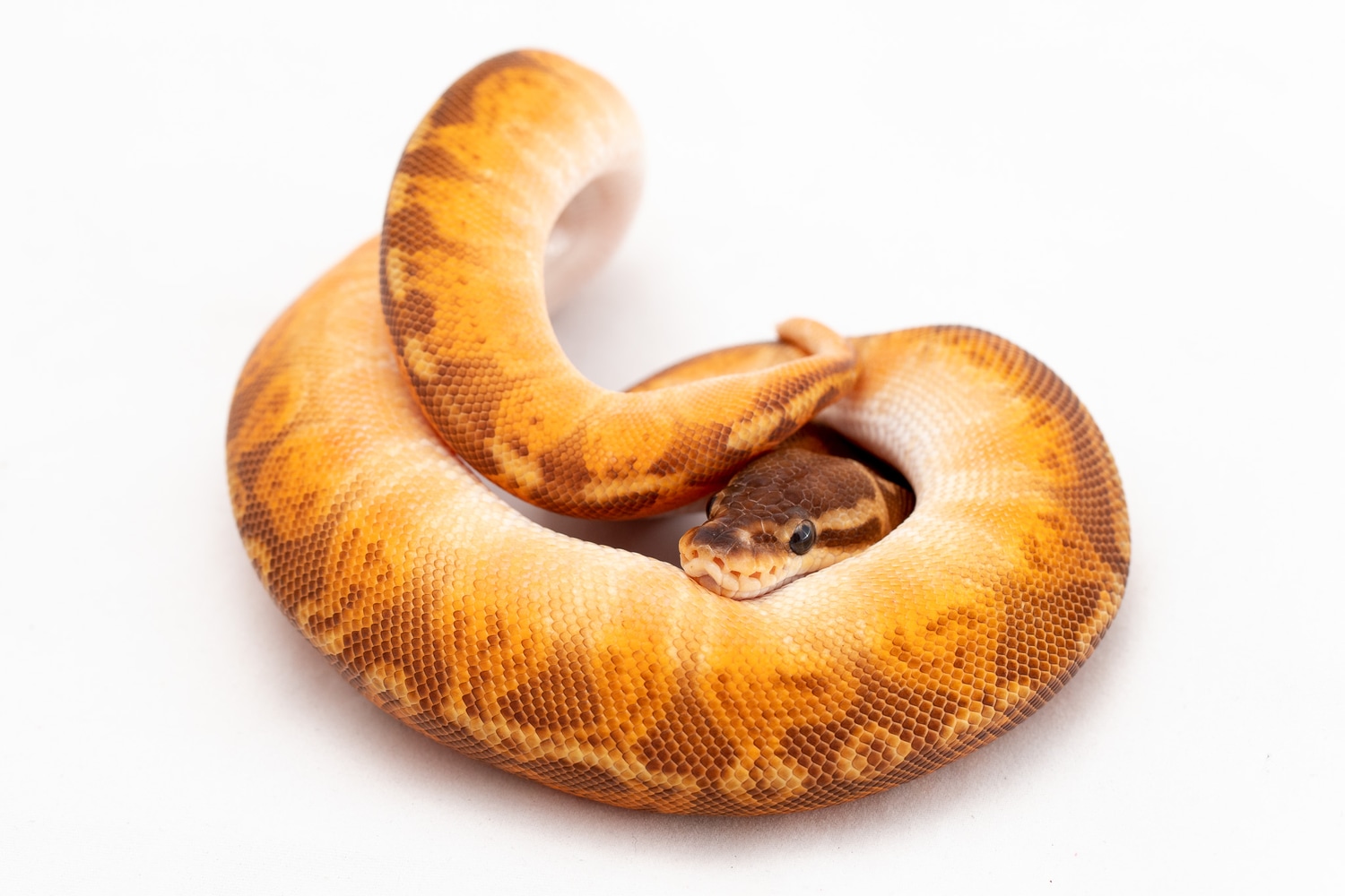 The LAST Cinny Enchi Sunset FEMALE Ball Python by Triple B - MorphMarket