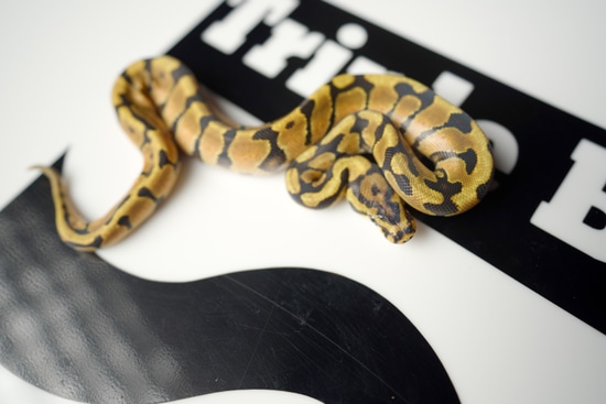 Enchi Spotnose 100% Het Clown Ball Python by Triple B