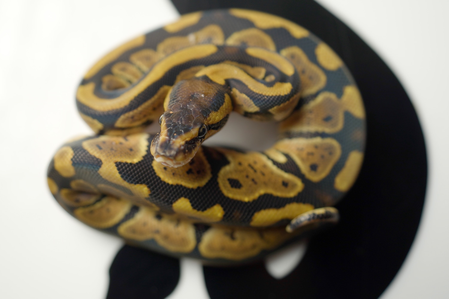 Red Stripe 100% Het Clown Ball Python by Triple B - MorphMarket