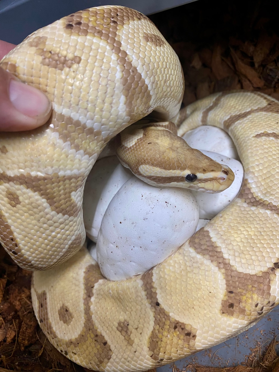 Ball Python Clutch: 2302 by Triple B - MorphMarket