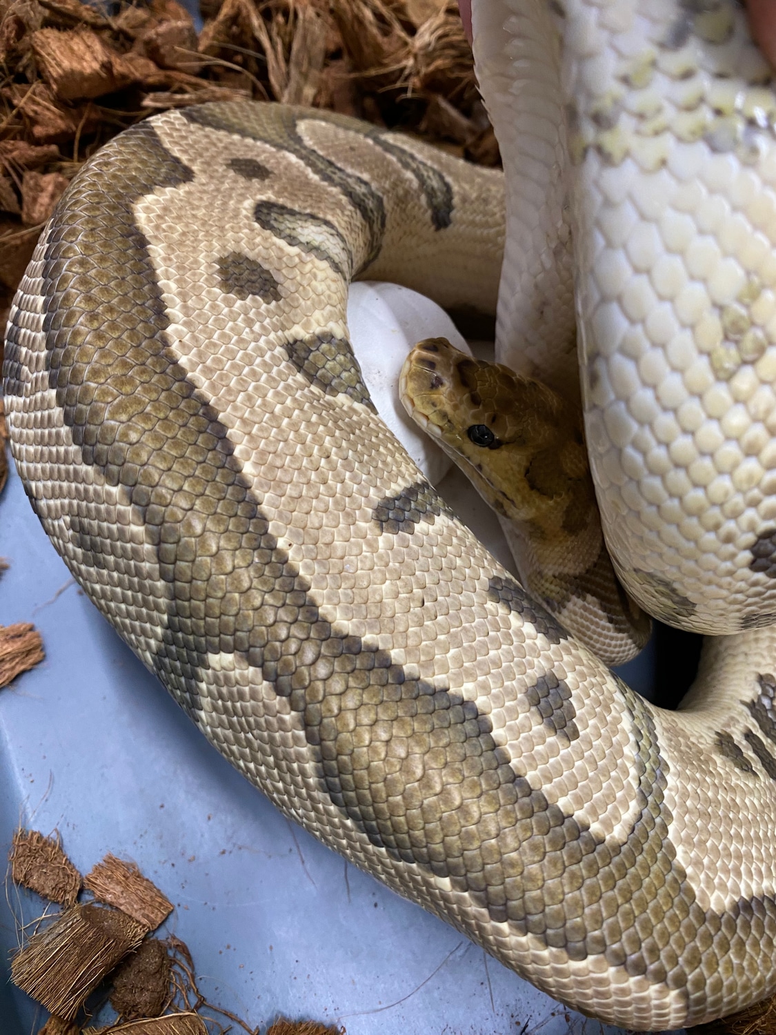 Ball Python Clutch: 2303 by Triple B - MorphMarket