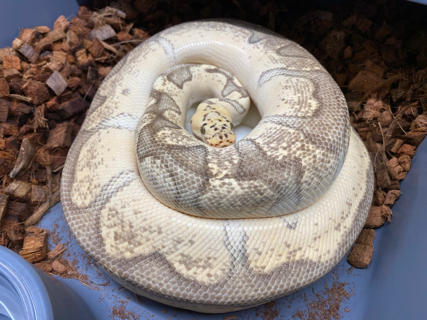 Ball Python Clutch: 2307 by Triple B - MorphMarket