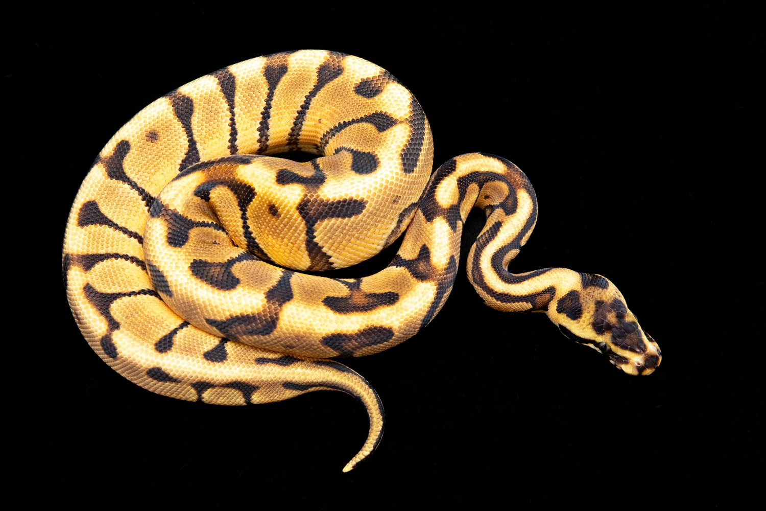 Enchi Red Stripe Spotnose 100% Het Clown Ball Python by Triple B ...