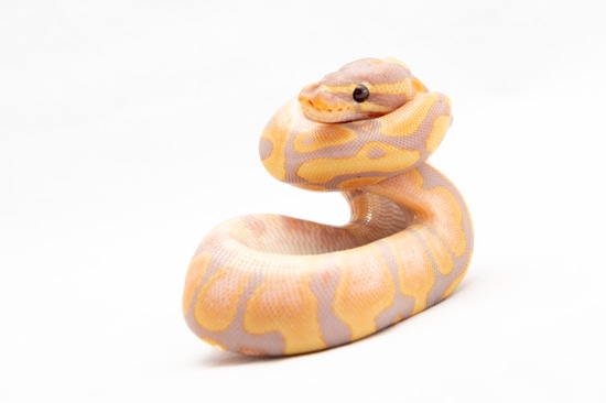 Coral Glow Het Piebald Ball Python by Triple B