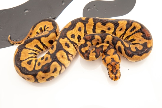 Orange Dream Spotnose Clown Ball Python by Triple B