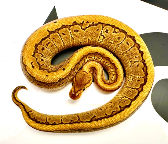 Pinstripe YB Poss Red Stripe Het Clown Ball Python by Triple B