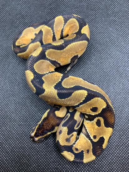 Yb Enchi Xtreme Gene Ball Python by Triple C Python