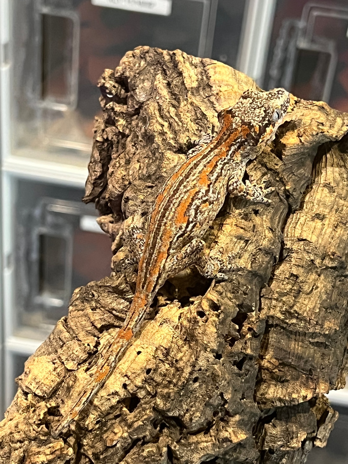 Orange Stripe Male Gargoyle Gecko by Global Gorgeous Geckos & More ...