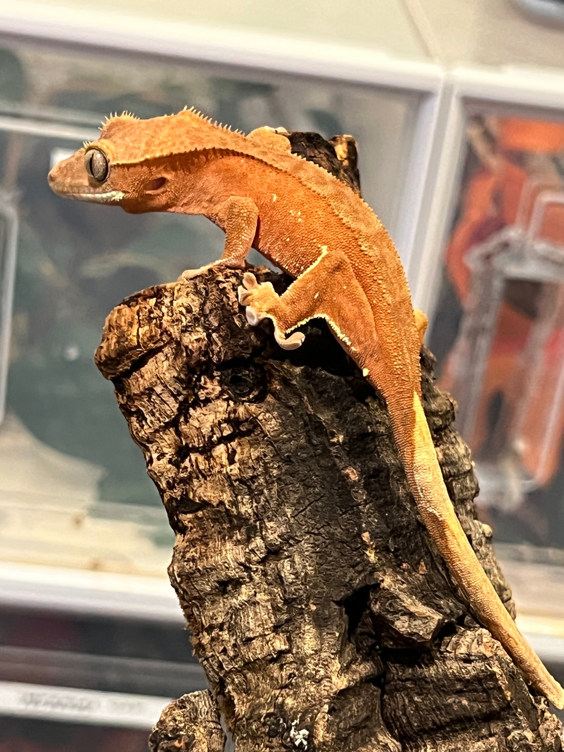 Red Phantom With Portholes Crested Gecko by Global Gorgeous Geckos ...