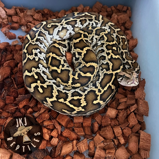 Double Het Gulf Coast Caramel/Granite Burmese Python by JKJ Reptiles