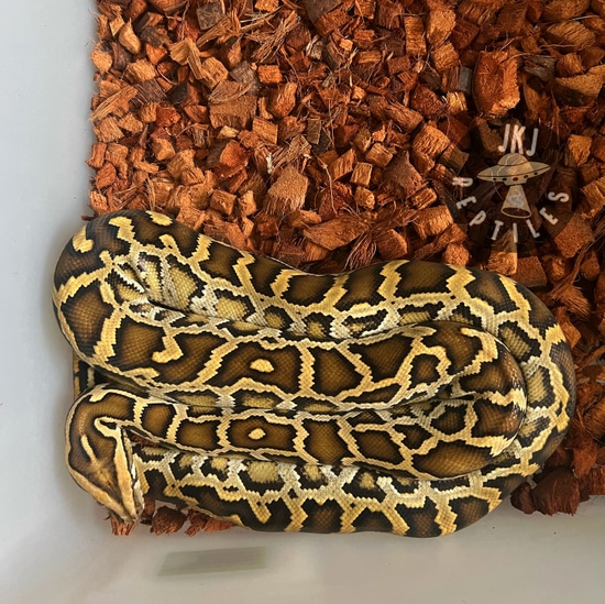 Het Gulf Coast Caramel Burmese Python by JKJ Reptiles