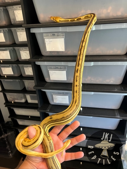 Phantom Tiger Reticulated Python by JKJ Reptiles