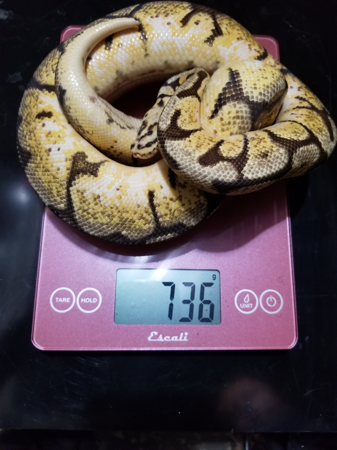 Bumble Belly Ball Python by Trippin Balls ball python's and feeders - MorphMarket