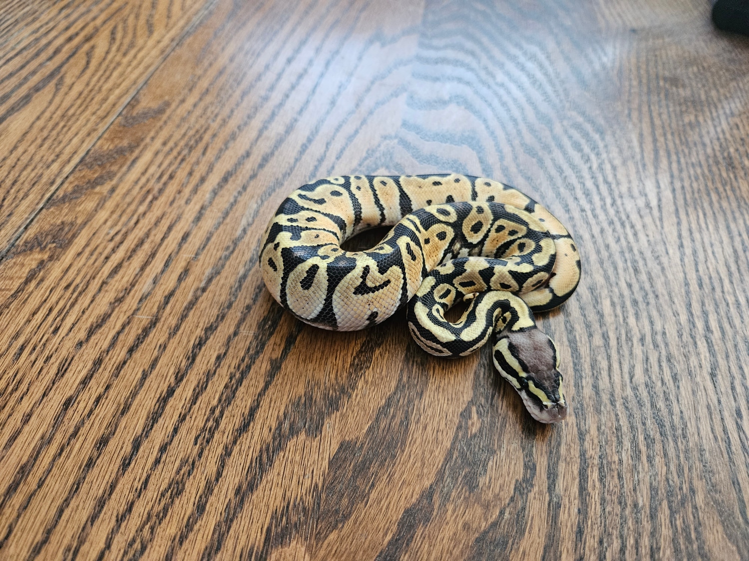 '23 Pastel Enchi Prob Yb Pos Fire Het Candy Ball Python by Trippin ...
