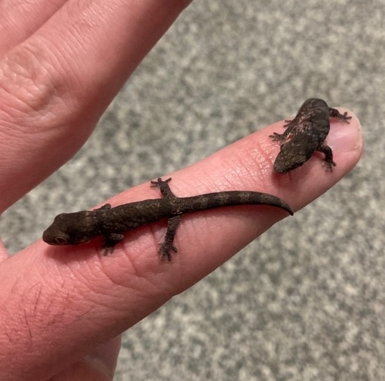 Chameleon Geckos. (Eurydactylodes Agricolae) by Reptile Cuisine