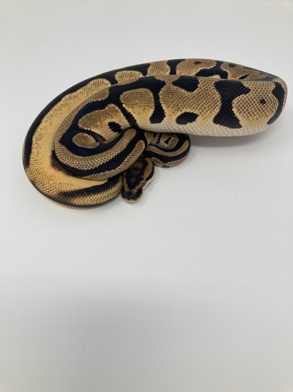 OD Leopard Yellow Belly Ball Python by Reptile Cuisine