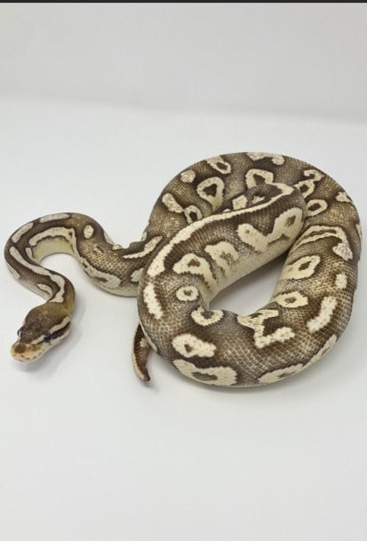 Mojave Firefly Yellow Belly Ball Python by Reptile Cuisine - MorphMarket