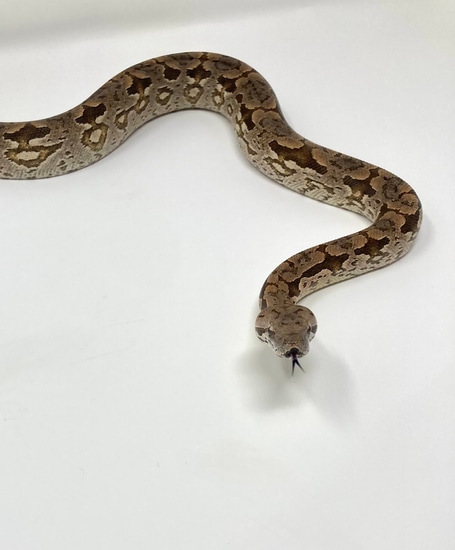 2022 Male Dumeril’s Boa Dumeril's Boa by Reptile Cuisine