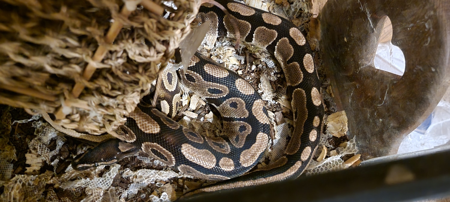 Free Shipping! Ready To Breed XTreme Gene 0.1 Ball Python by ...