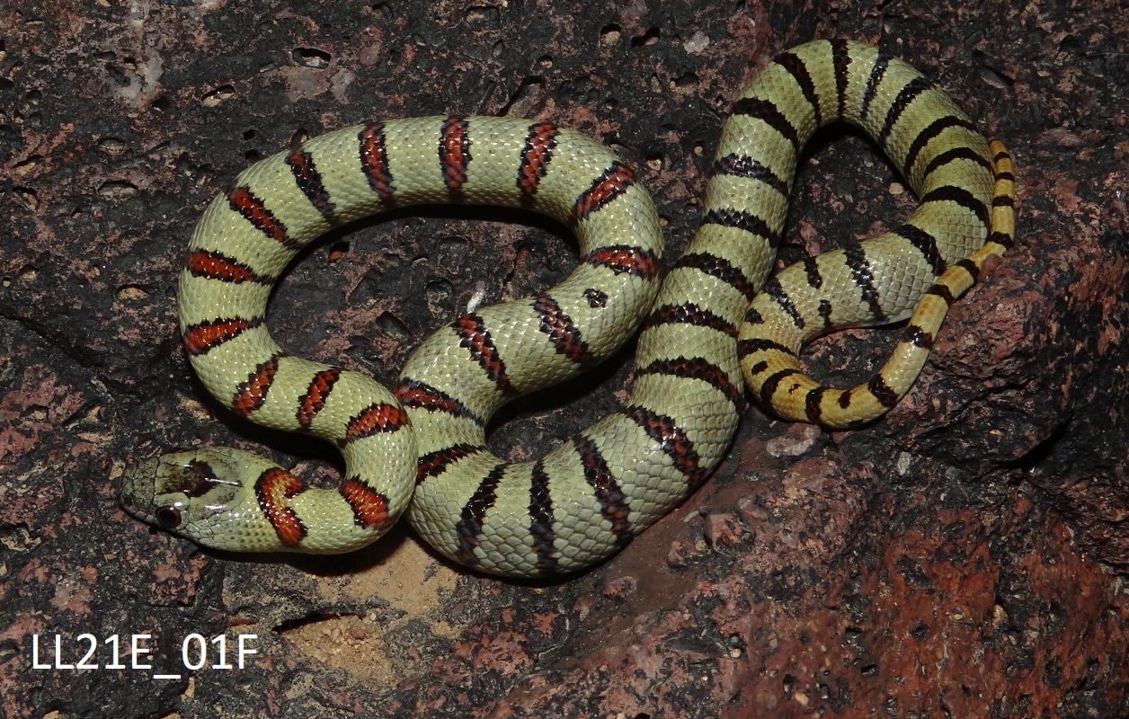 Earthtone L. Leonis Nuevo Leon Kingsnake by Burkhardt Reptiles ...