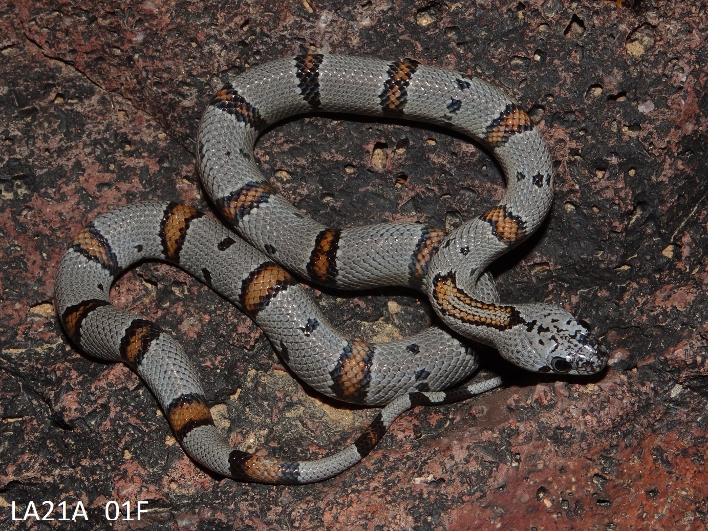 2021 Female Non-locale L. Alterna Gray-banded Kingsnake by Burkhardt ...