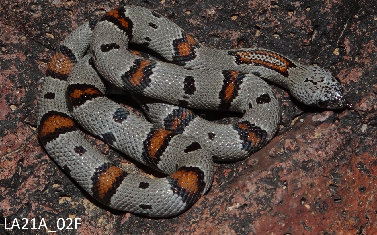 2021 Female Non-locale L. Alterna Gray-banded Kingsnake by Burkhardt ...