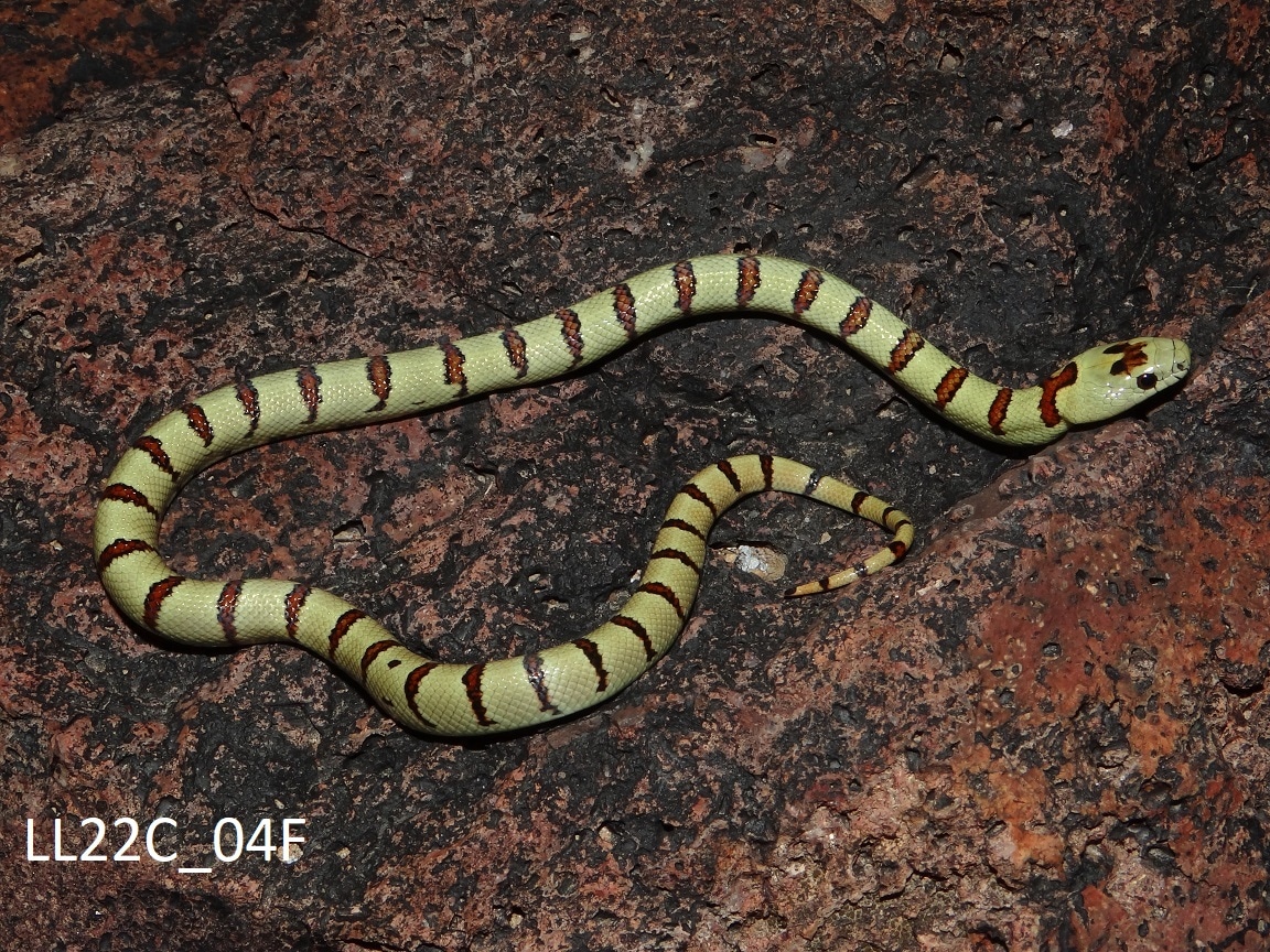 Green Line L. Leonis Nuevo Leon Kingsnake by Burkhardt Reptiles ...