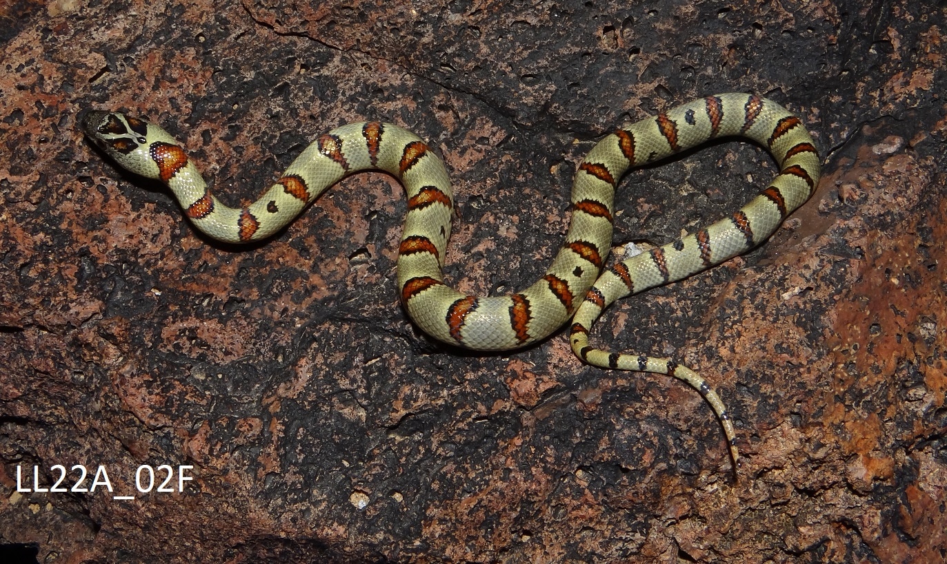 2022 L Leonis (Hansen Stock) Nuevo Leon Kingsnake by Burkhardt Reptiles ...