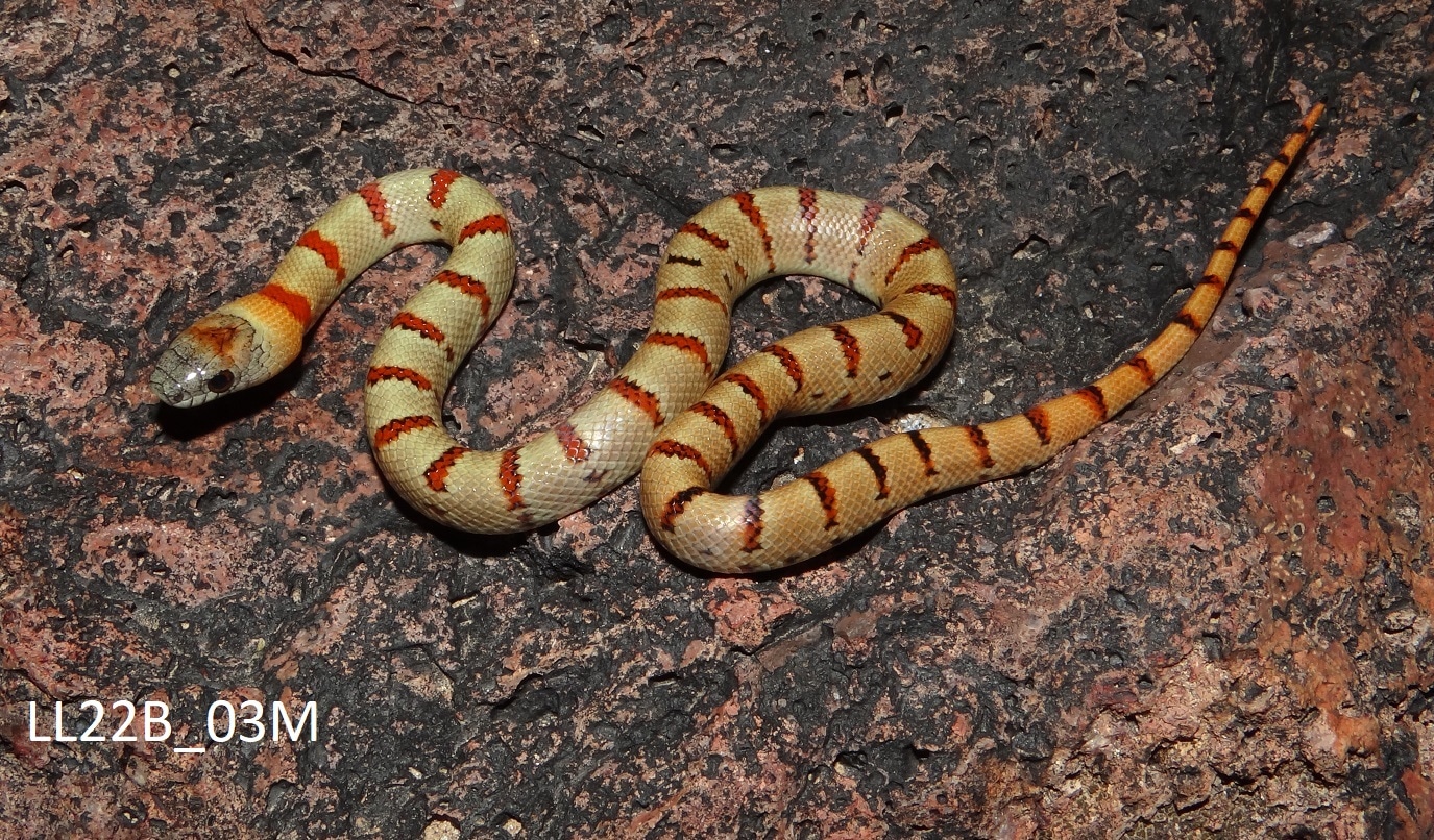 2022 L Leonis (Hansen Stock) Nuevo Leon Kingsnake by Burkhardt Reptiles ...