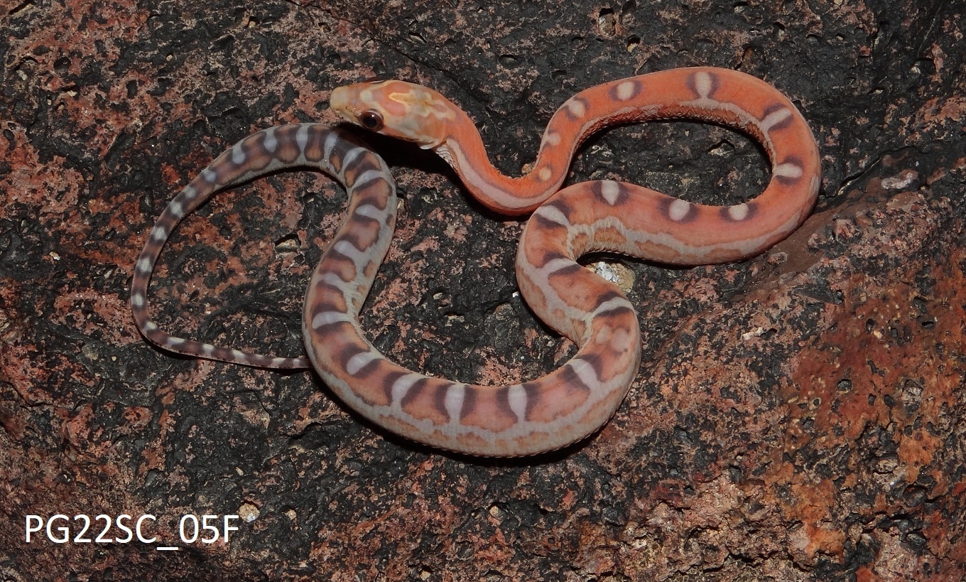 2022 Scaleless (Poss. Het. Motley) Corn Snake by Burkhardt Reptiles ...