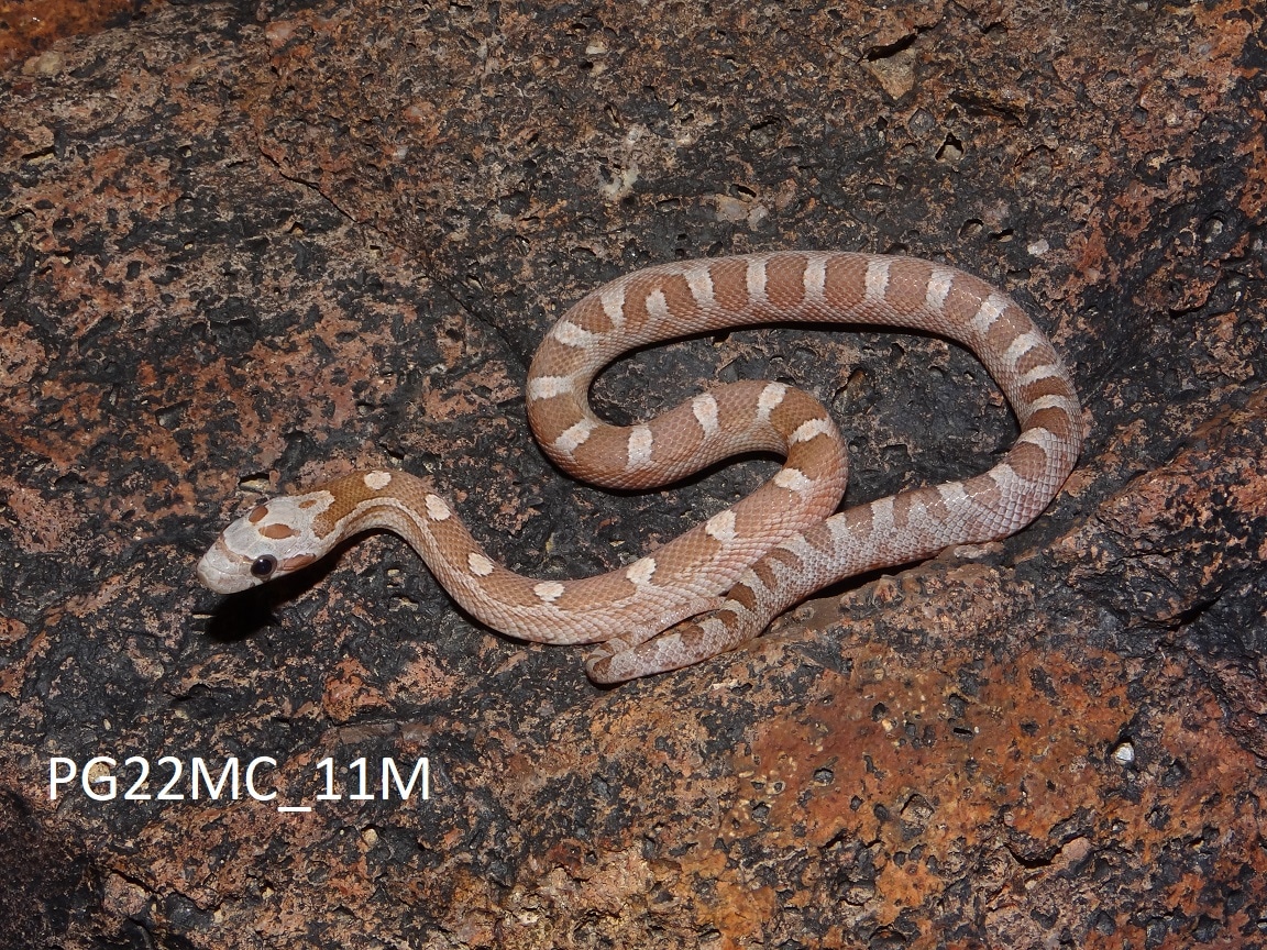 2022 Peach Plasma Corn Snake by Burkhardt Reptiles & Invertebrates ...